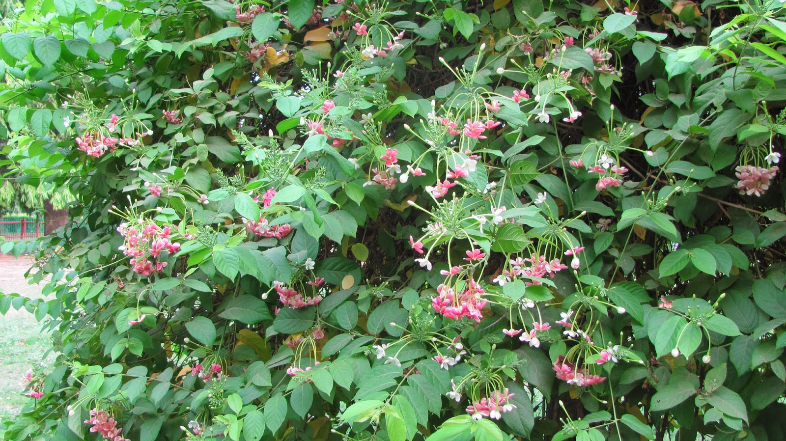 melting moments: malti ke phool