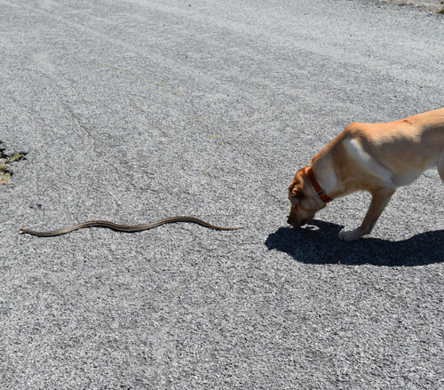 6 Tips for Keeping Your Dog Safe From Snakes This Summer - Something to ...