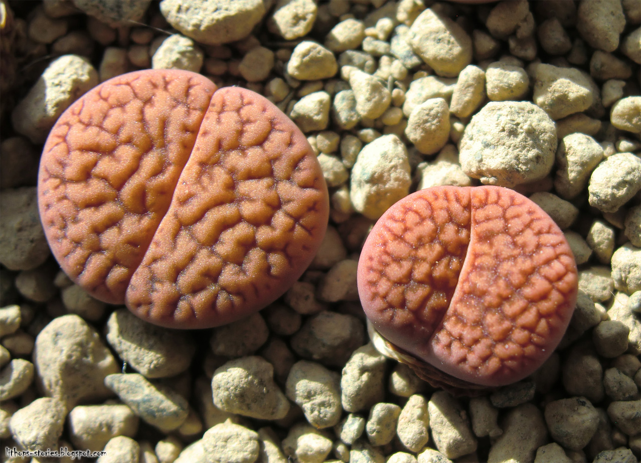 Lithops Stories: Lithops plant size: Part 3 (18 pics)