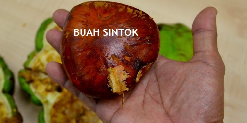 Anim Agro Technology: POKOK SINTOK - KENALI DIA