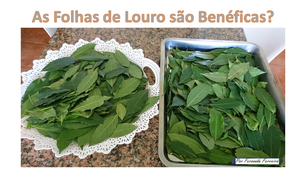 Casa da Saúde: Louro e suas Propriedades Medicinais