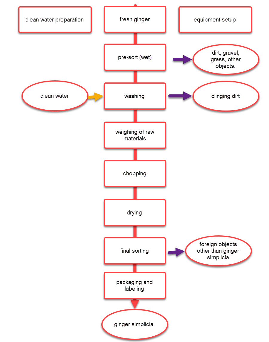 What are the steps to make ginger simplicia after harvest?