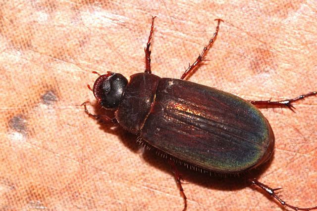 Variety of Life: Scitala