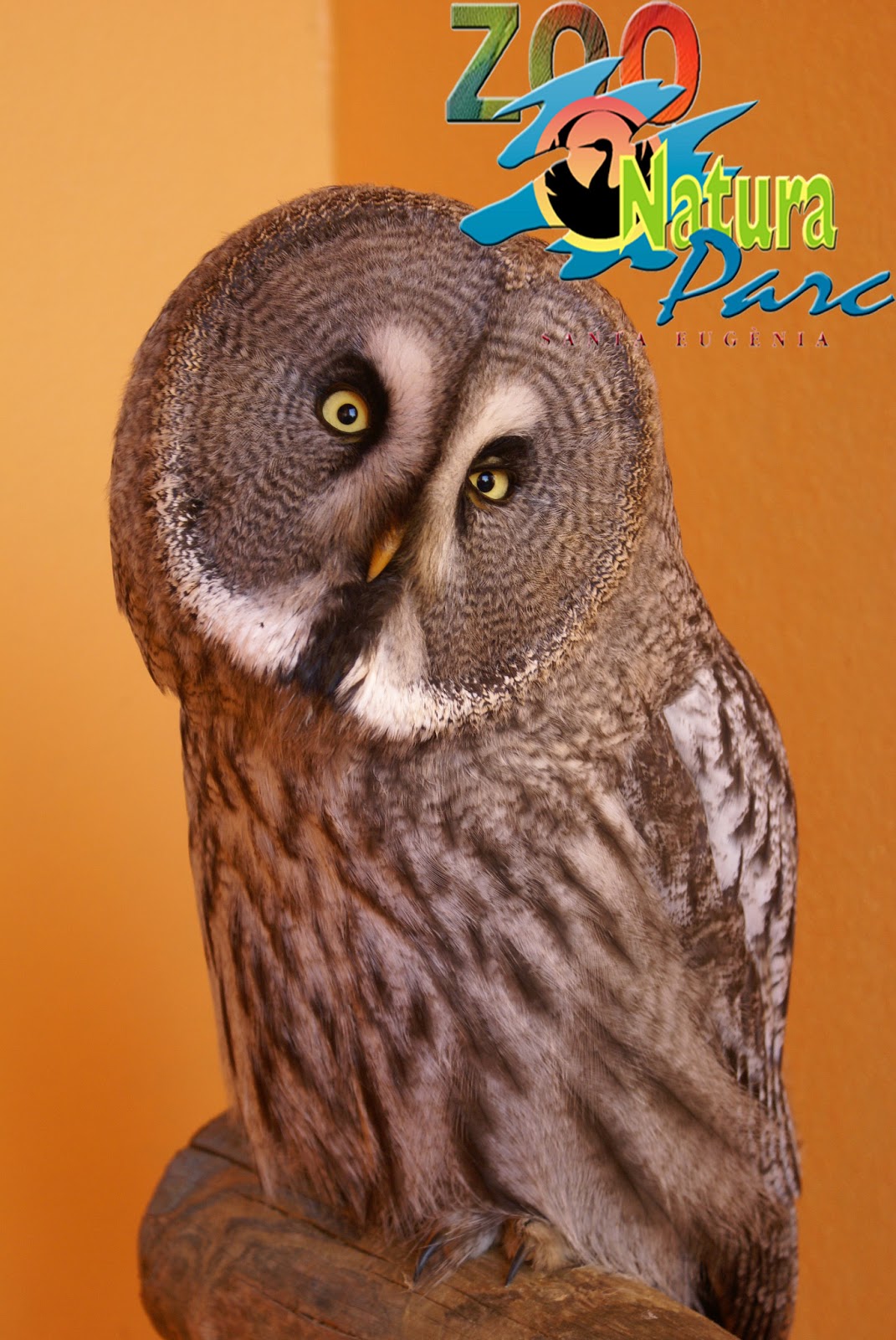 Natura Parc: ¿Qué es el carabo lapón? El gran búho gris