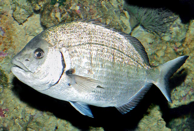 ANIMAIS DA RIA FORMOSA: Peixes 2