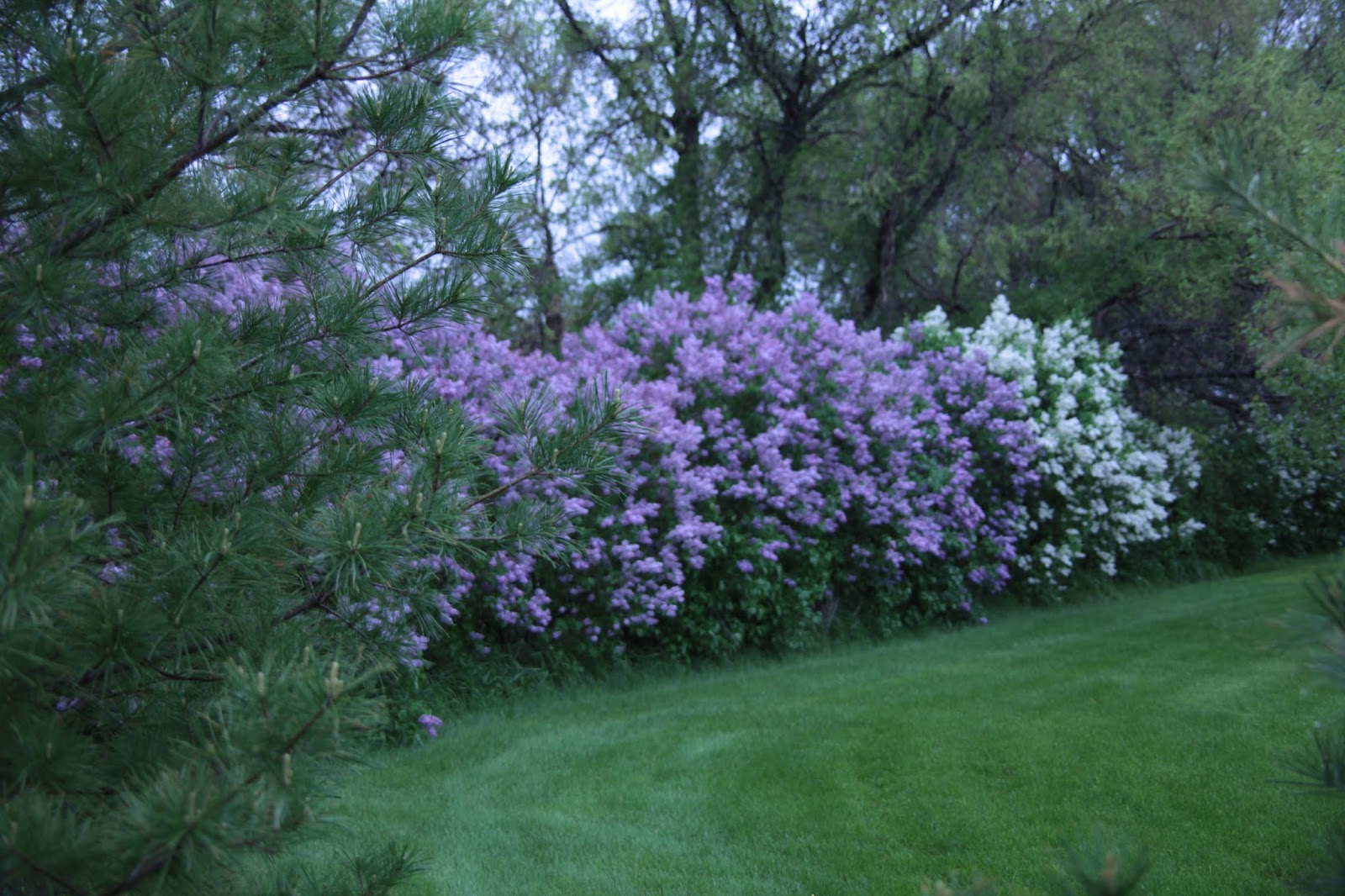 Wiese Acres: Vacation