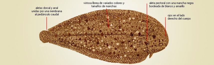 Artes de Pesca: PLEURONECTIFORMES
