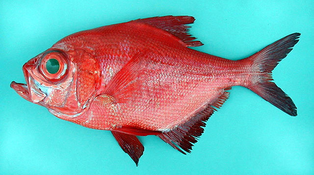 Artes de Pesca: VAMOS A PESCAR REY