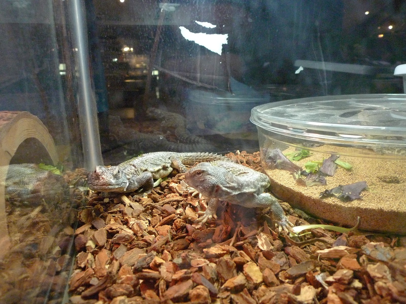 Paraherpetology: Repticon Dallas, Part 7: The Texas Reptile Exchange