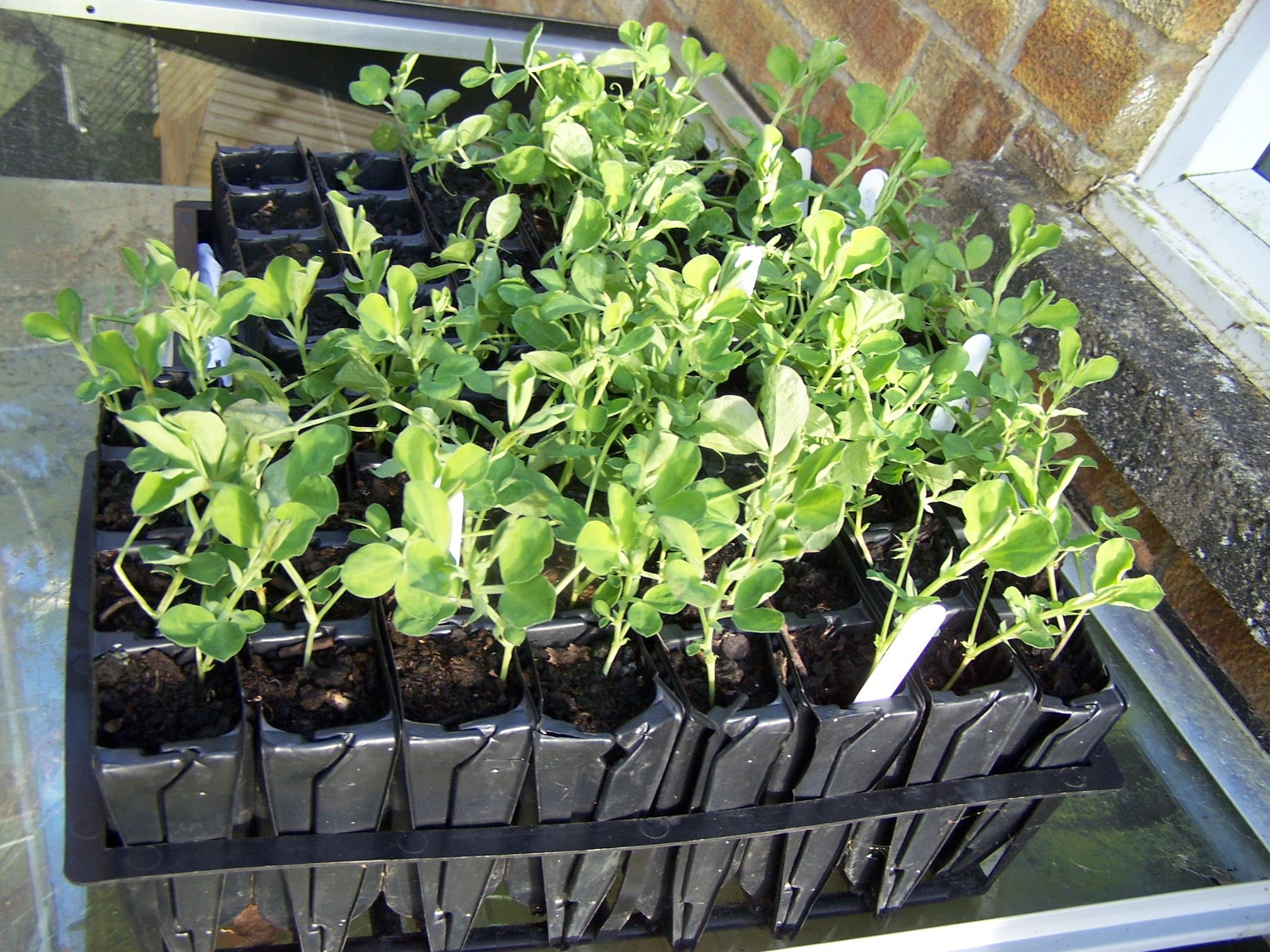 Laurie Manser's Garden Hints