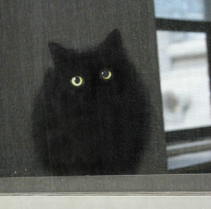 Welcome To My Catty-Corner [ Being Ron ]