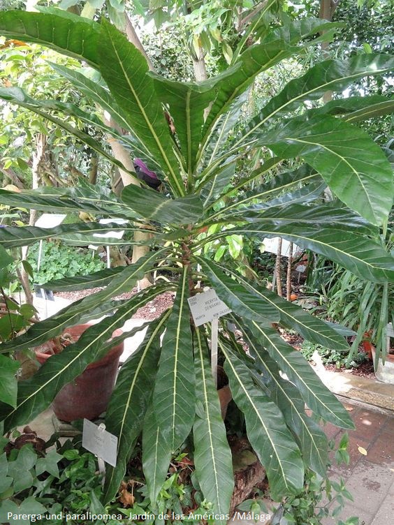 elarbolmiamigo-encinarosa: Meryta denhamii / Merita / Aralia reticulata