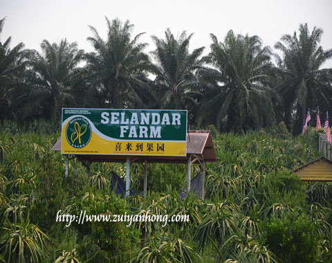 Sweet Memories Of ZuiYanHong: Malacca Jasin Selandar Farm