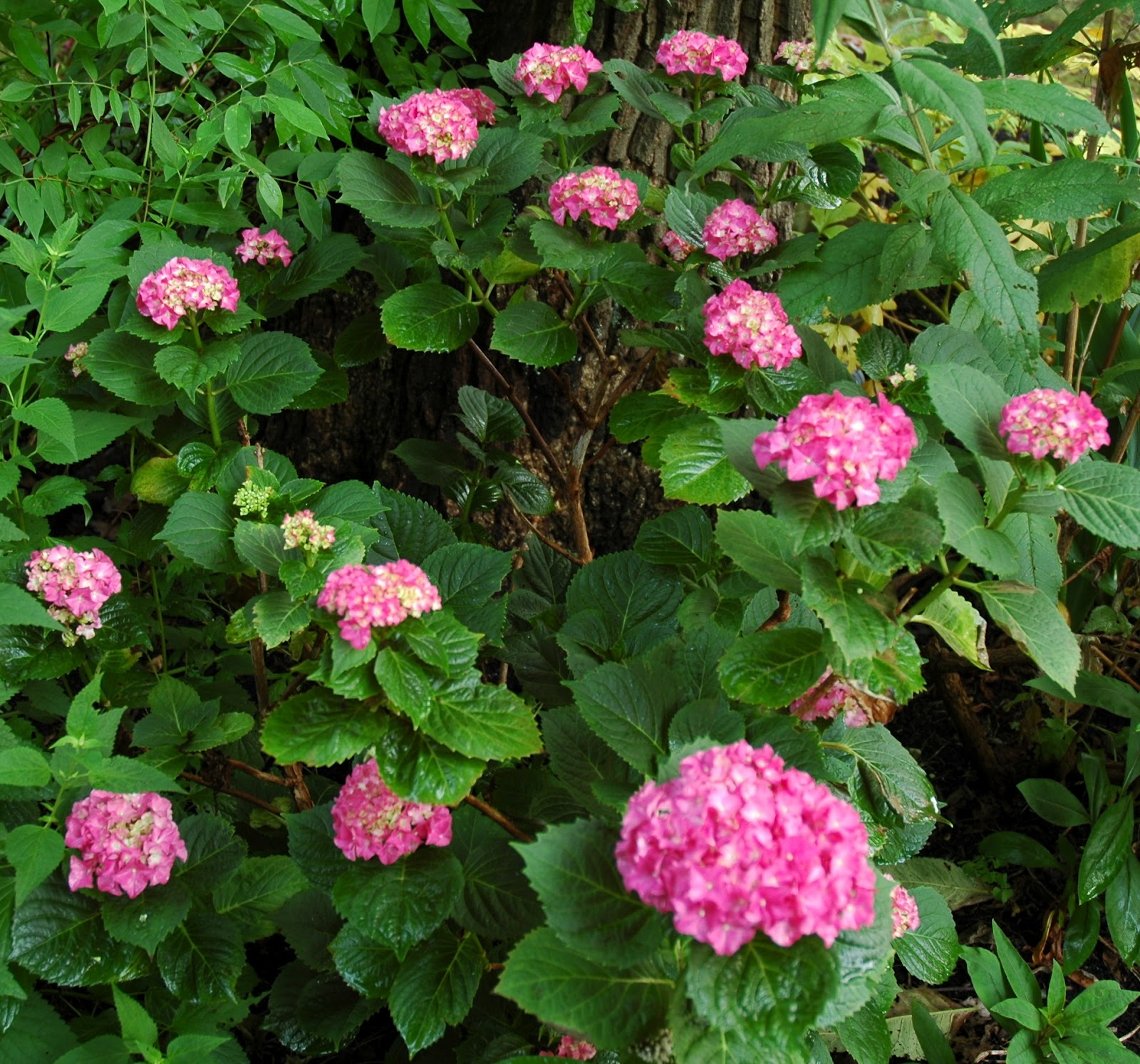 Tin Roof Gardens: The 2012 Tin Roof Gardens Hydrangea Edition...