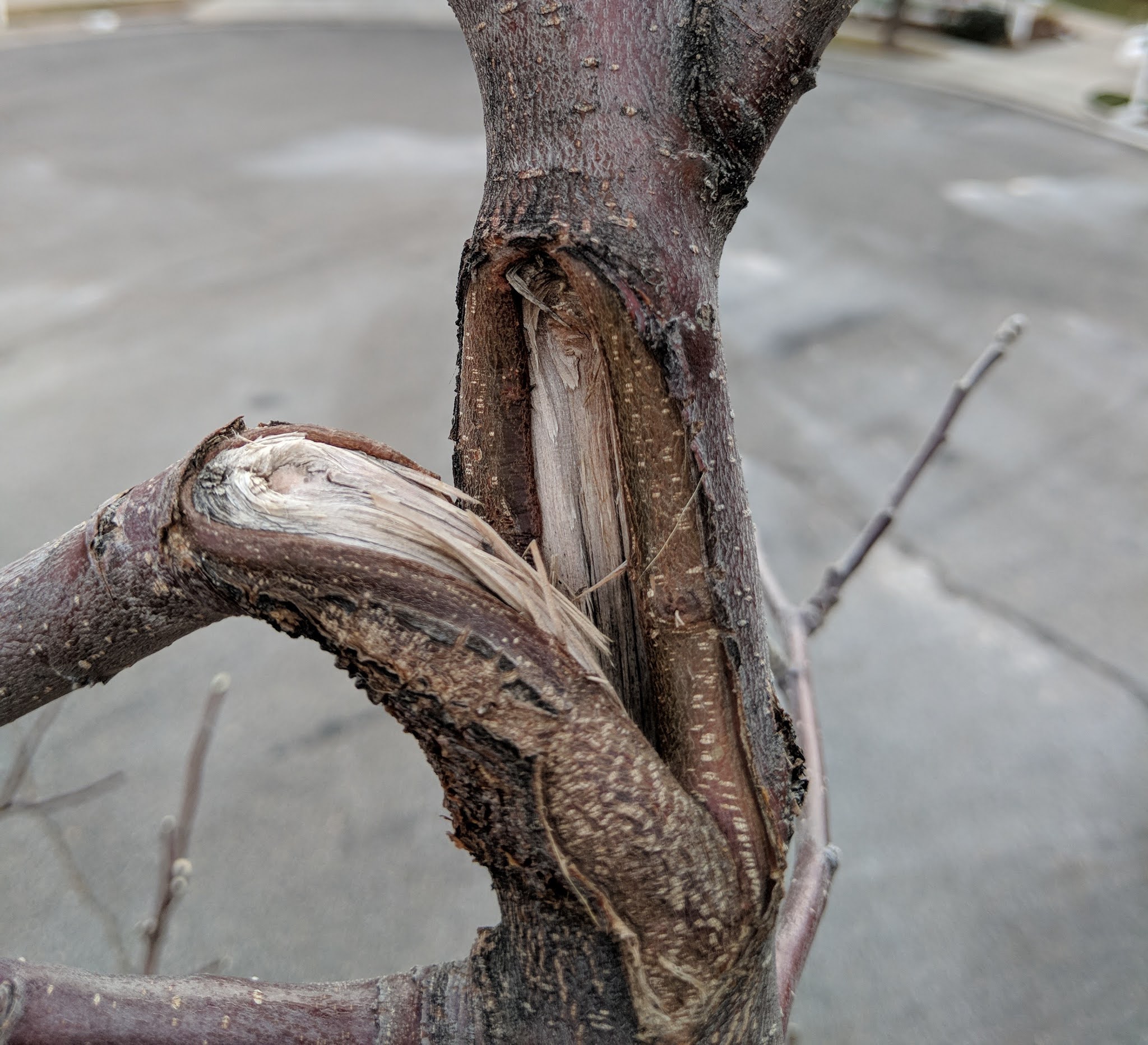 Fruit Tree Pruning at Its Best: 6 Common Mistakes Gardeners Make When ...