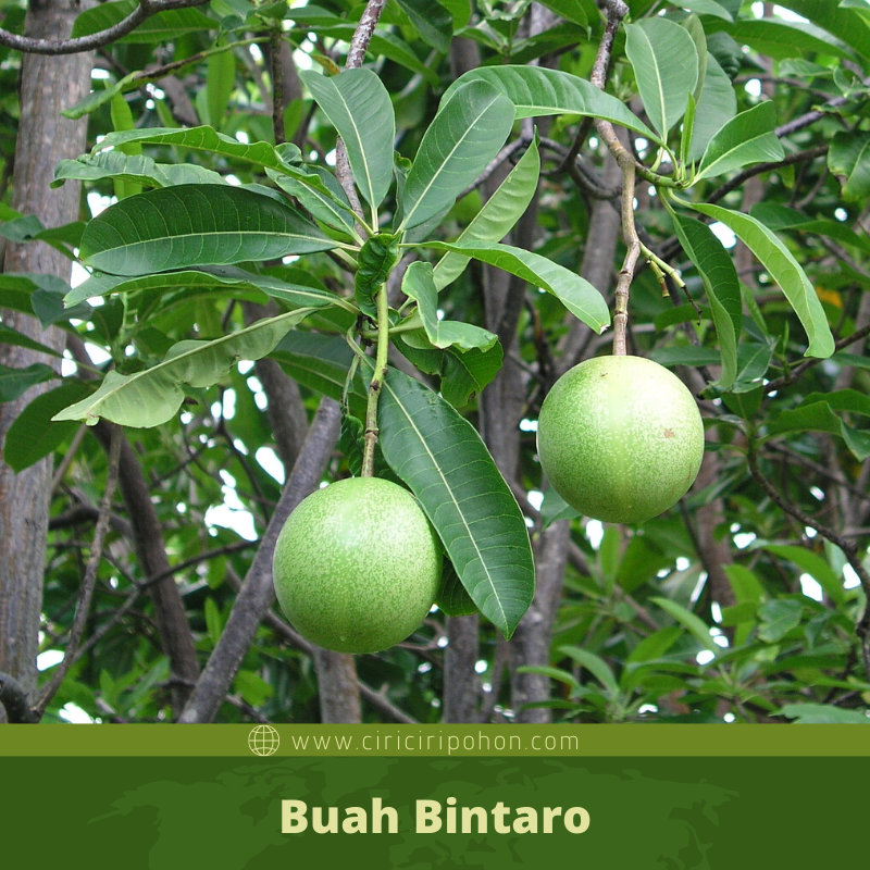 Ciri Ciri Pohon Bintaro (Cerbera manghas) Di Alam Liar - Ciriciripohon.com