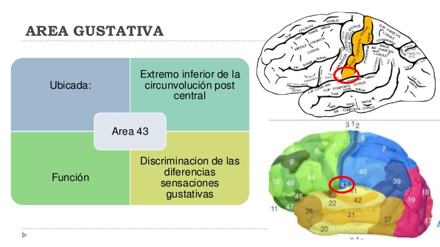 Resumo Fisio: Neuroanatomia - Áreas cerebrais e funções