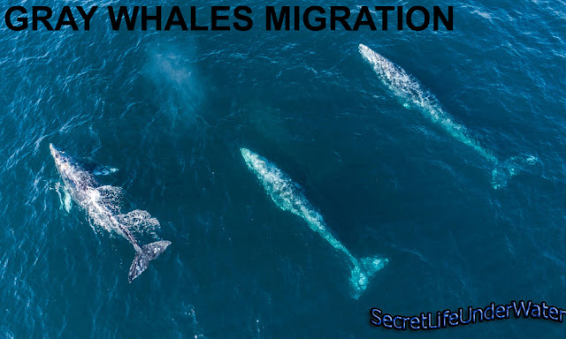 GRAY WHALES MIGRATION | OVER 10,000 OF GRAY WHALES MIGRATE IN 2020