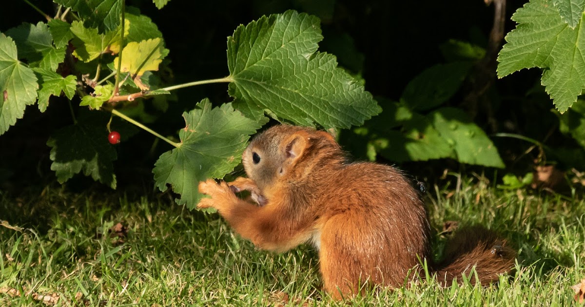 Luonnon luomaa: Kesäpäivä pojan kanssa ja oravan poikasten kuvia