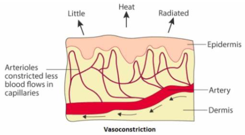 Selina Concise Ch 13 Skin: The Jack of all Trades ICSE Solutions Class ...