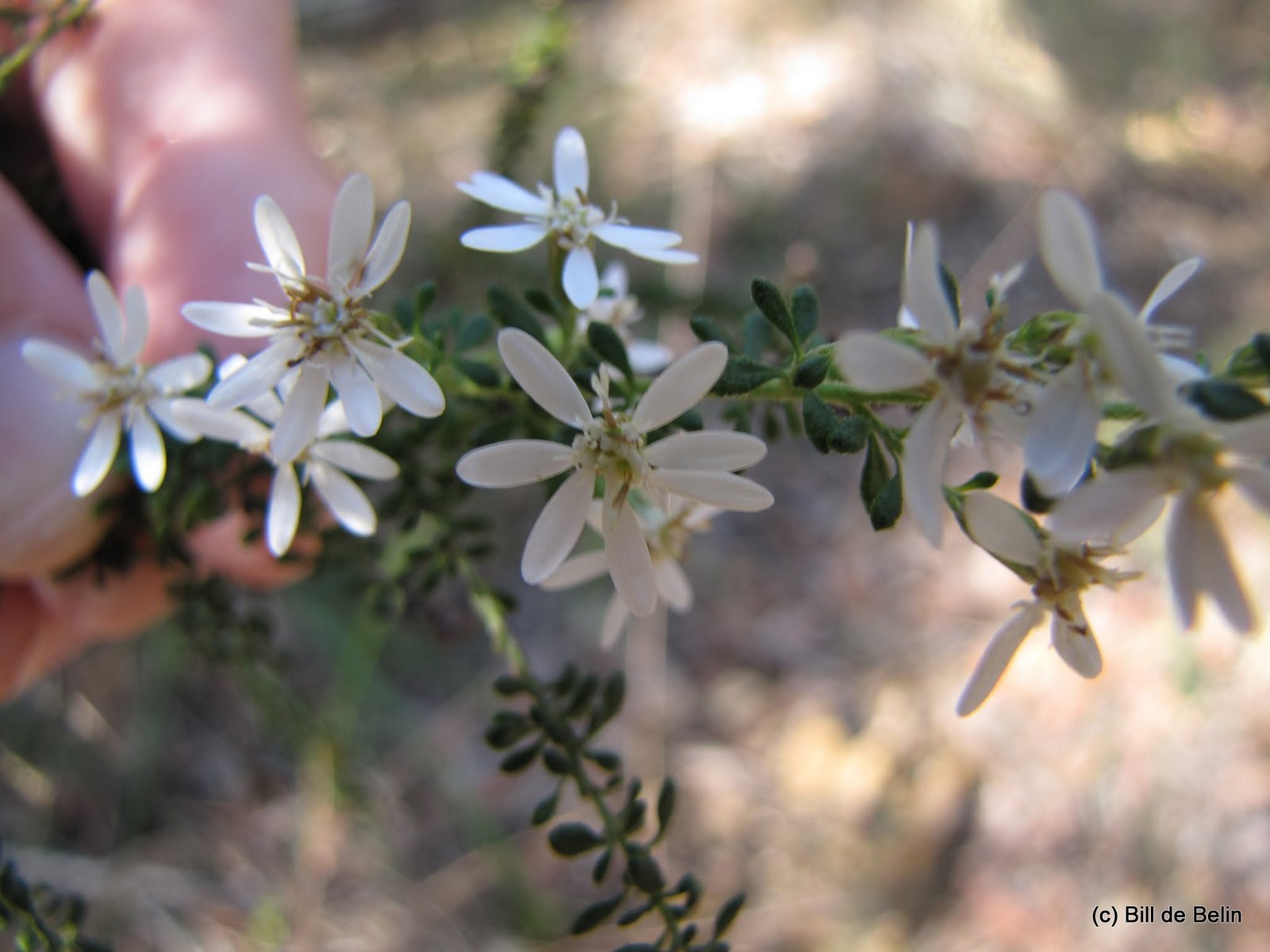 Sydney's Wildflowers and Native Plants: Olearia microphylla - Bridal ...