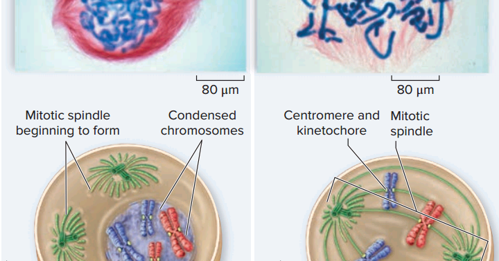 M-phase (Mitosis and Cytokinesis) - Biology