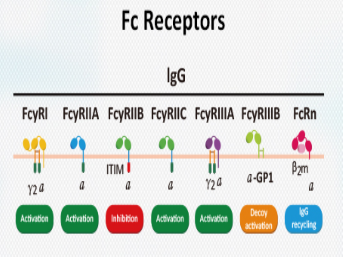 Fc Receptor Proteins / Proteine del recettore Fc