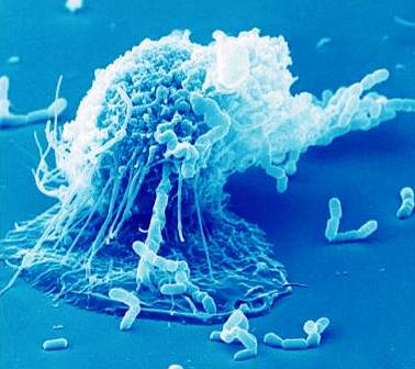 Macrophages - Types of Macrophages -Functions of Macrophages