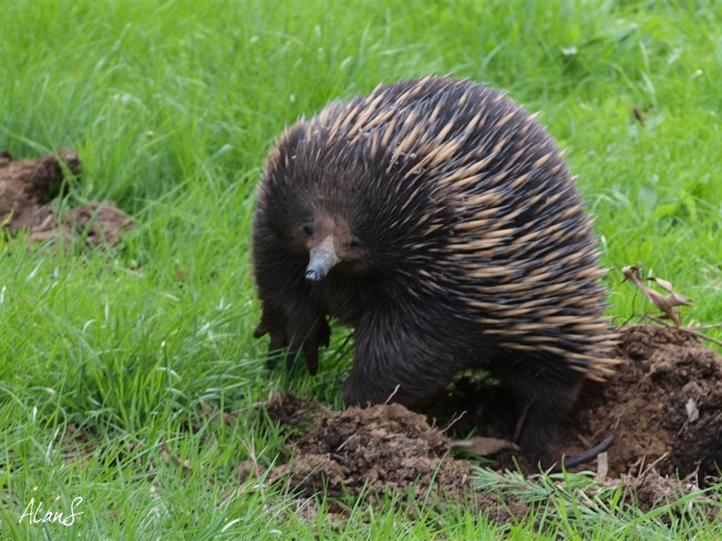 Eucalypt Habitat: Echidna comes home