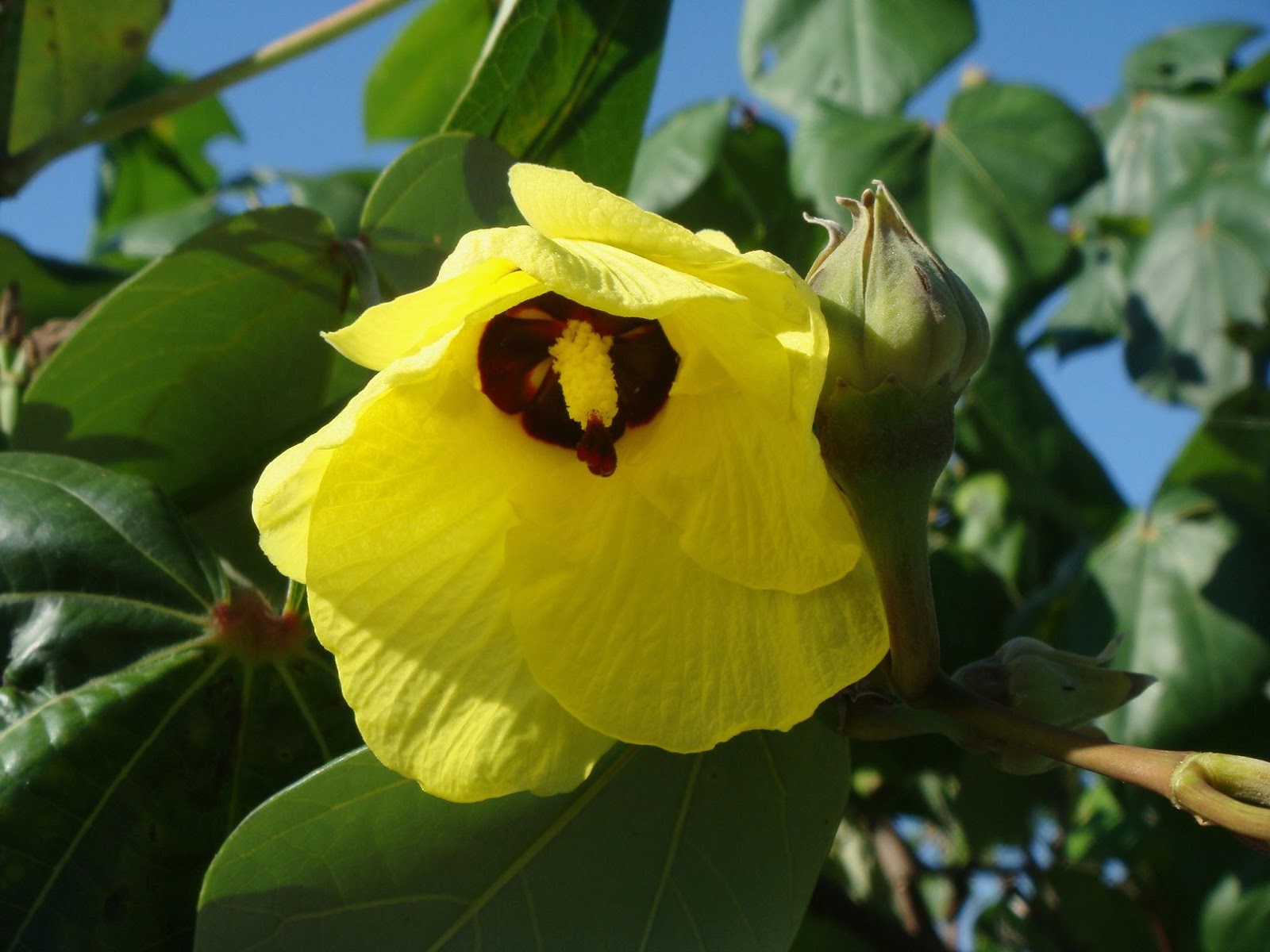 14 Jenis Macam Bunga Kembang Sepatu Dan Penjelasannya - TAMAN TANAMAN HIAS