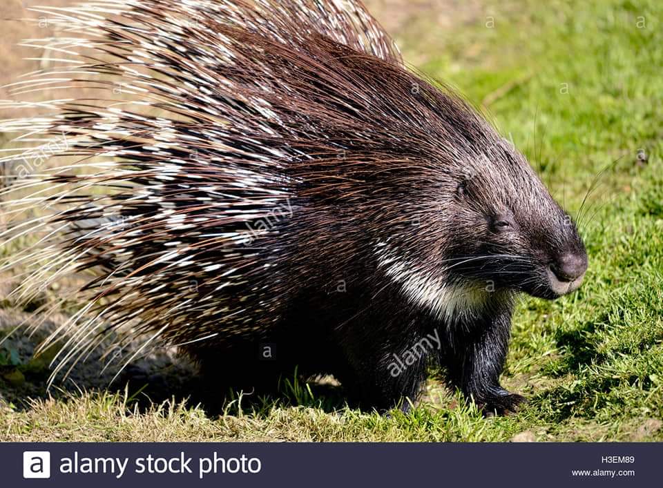 පරිණාමික දිනපොත / Diary of Evolution: ඉත්තෑවුන් (Porcupines)