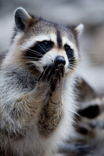 RAKUNI ( RACCOON ),predivni i nestašni rakuni uveseljavaju nas svojim ...