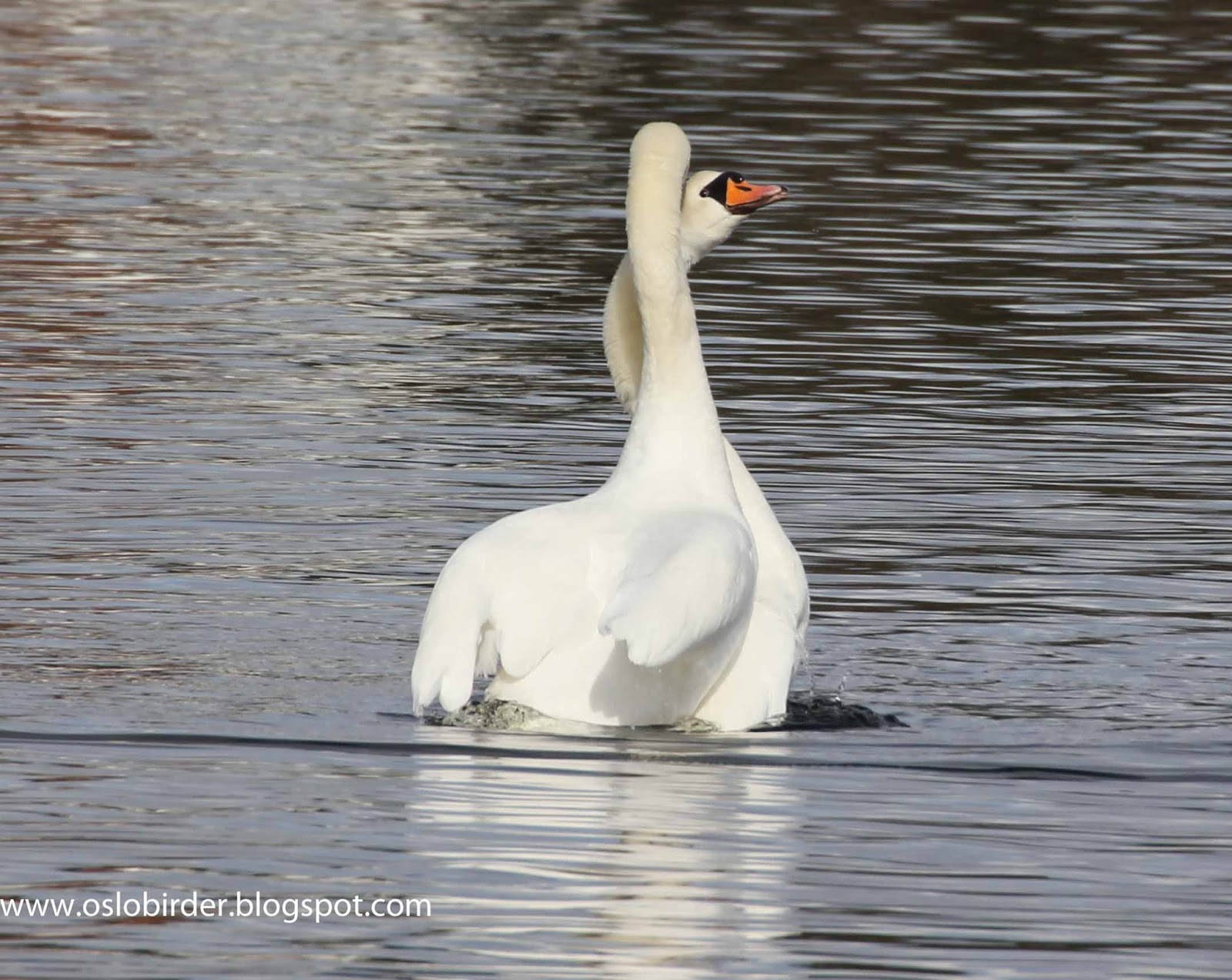 OSLO BIRDER: A Polish swan