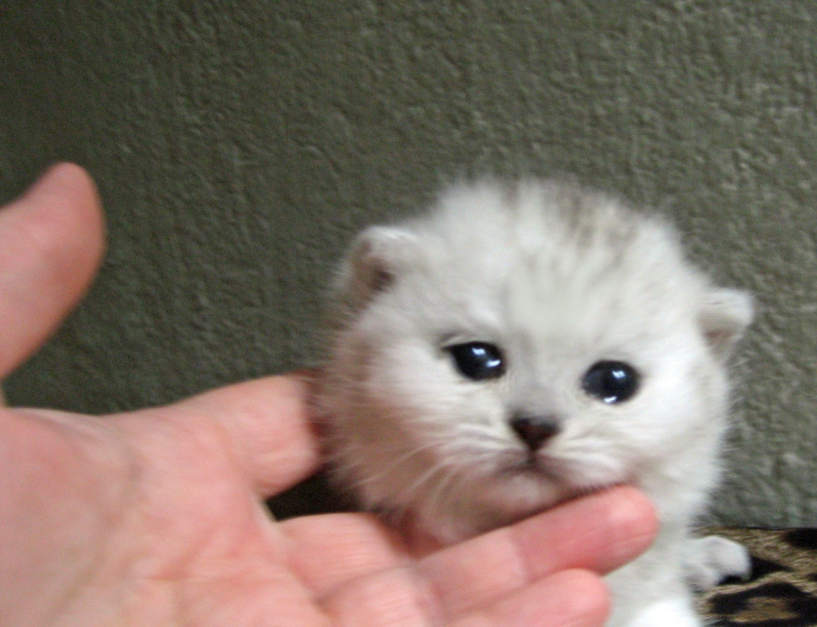 Schoenweg Chinchilla Cats Cattery