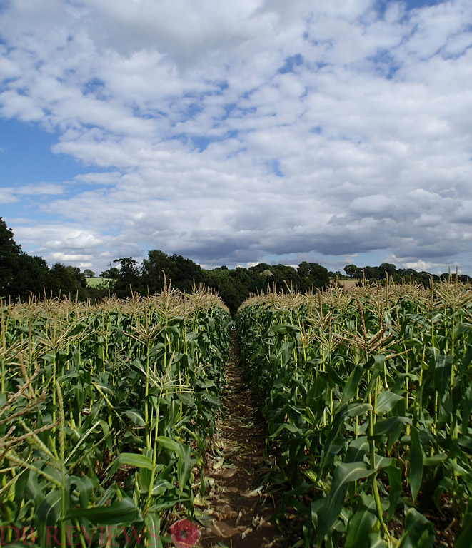 Pick Your Own Fruits and Vegetables at Parkside Farm - DB Reviews - UK ...