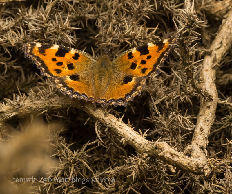 TropicBirdArt Blog from Holt: 20210325 Large Tortoiseshell, Common ...
