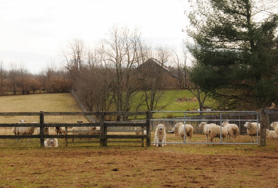 Punkin's Patch: The God Of Simple Shepherds