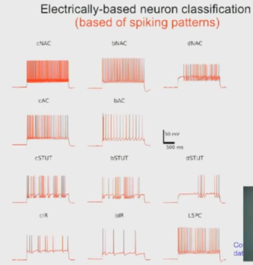 A learner's notebook.: Neuron: Axon, Dendrite, and Synapse