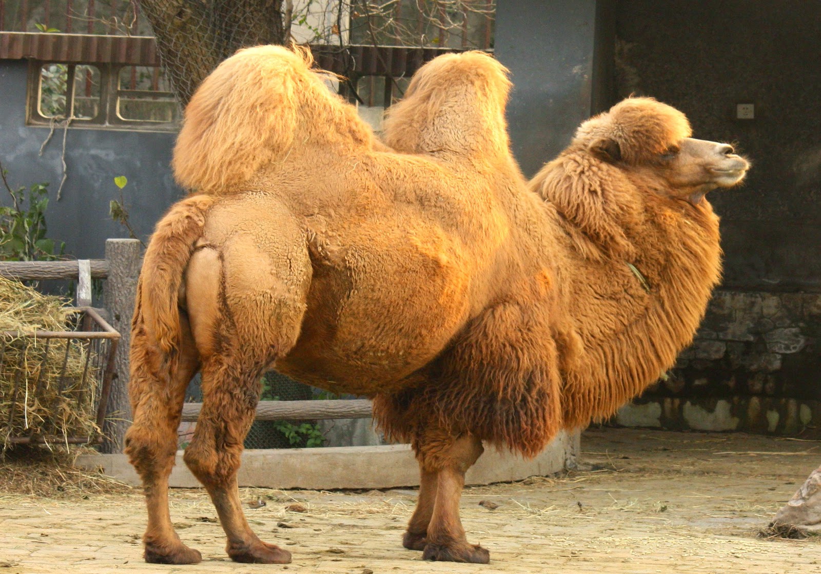 Camel - HD Wallpapers | Earth Blog