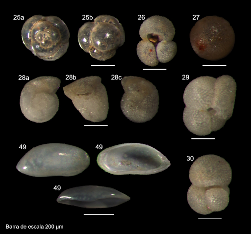Laboratório de Paleontologia Estratigráfica - UFU - campus Monte ...