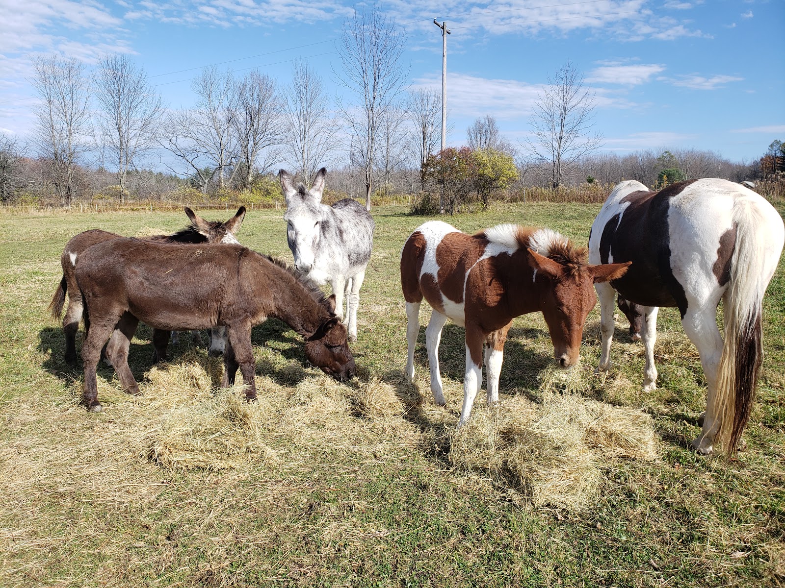 The Dancing Donkey: Happy Mule Day