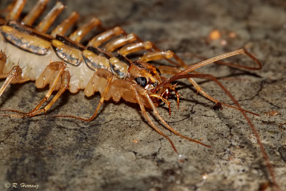 fotosricardo-h: CIEMPIÉS (SCUTIGERA COLEOPTRATA) - House centipede