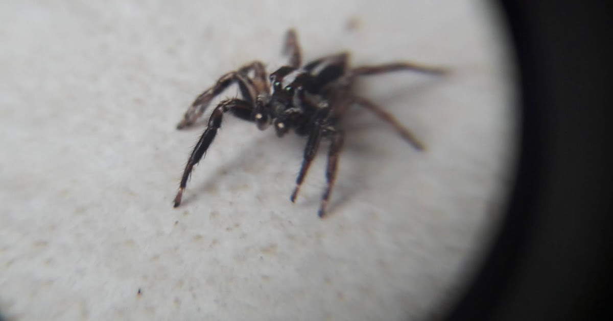 My Balcony Ecosystem: Skunk-like Jumping Spider