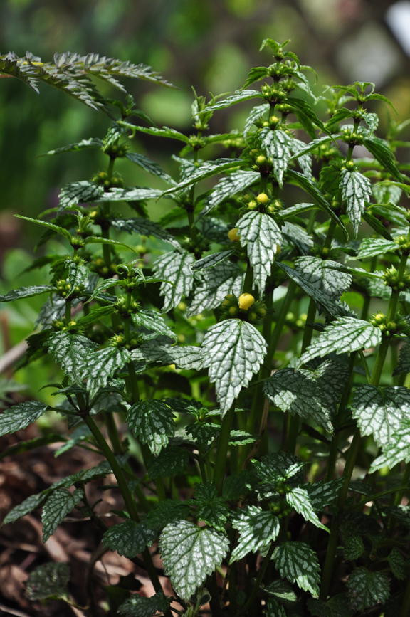 Three Dogs in a Garden: Outsmarted by a Plant! (L is for Lamium)