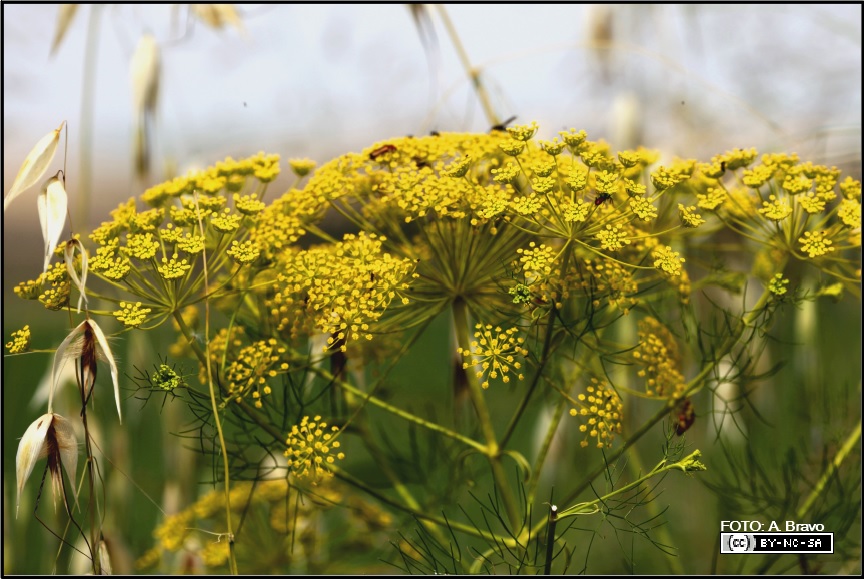 FAUNA AUXILIAR: FAM. APIACEAE (UMBELLIFERAE)