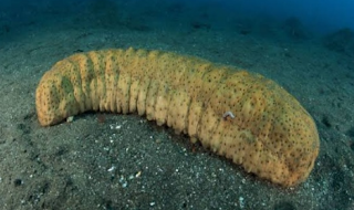 Mengenal Morfologi Dan Ciri Ciri Teripang - PERIKANAN