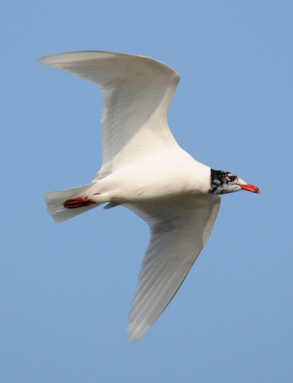 Bill's Birding: Mediterranean Gulls