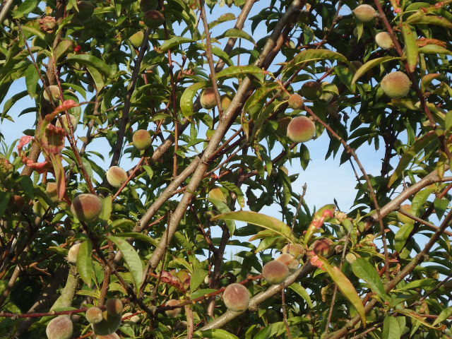 Pratos da Bela: Árvores de fruto entre outros II...