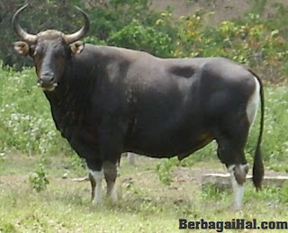 Peternakan: Perbedaan Sapi, Banteng dan Kerbau