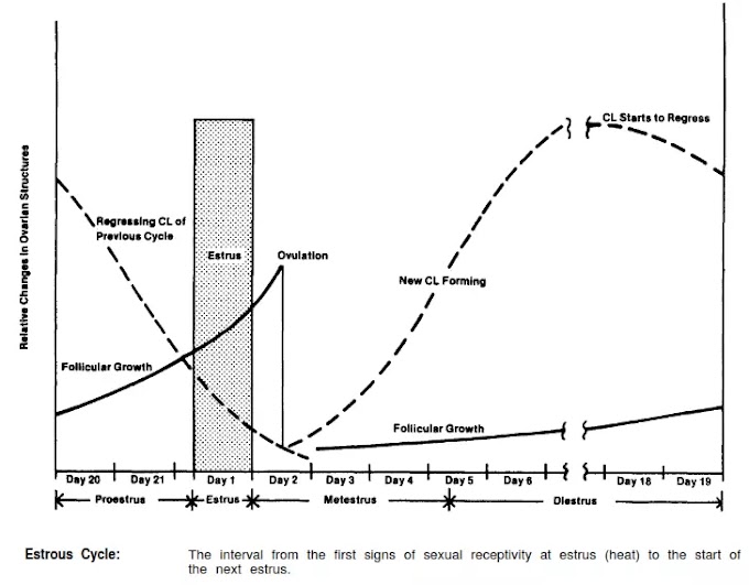 Siklus Estrus Pada Ternak Sapi dan Ciri-cirinya
